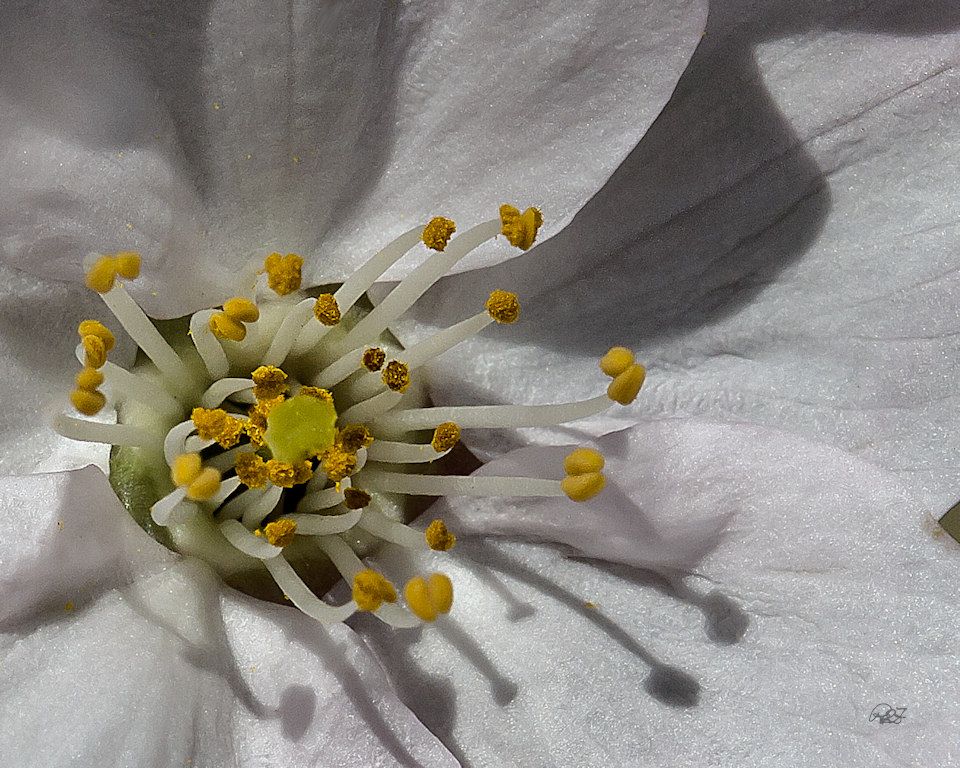 SPRING is in the AIR | Put up yours too.. | Page 3 | DPReview Forums